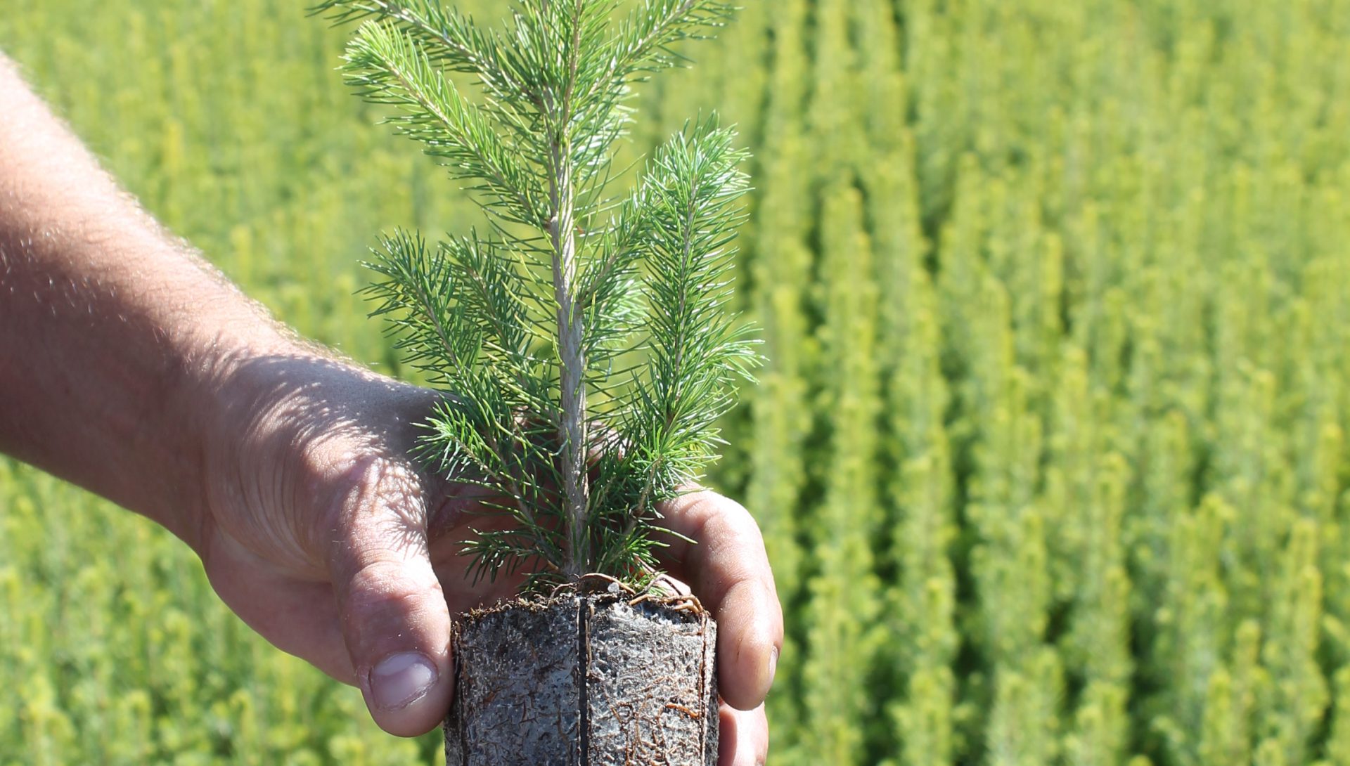 La forêt et le reboisement pour lutter contre les changements ... La forêt et le reboisement pour lutter contre les changements ...